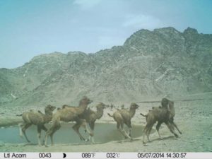 Some interesting facts about the Wild Camel (and why you should care ...